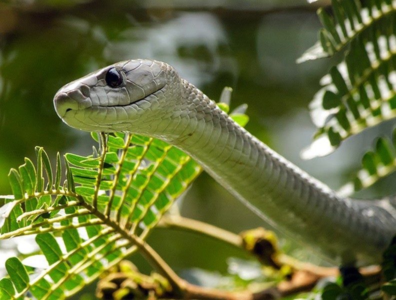 Những loài rắn có độc nguy hiểm nhất trên thế giới