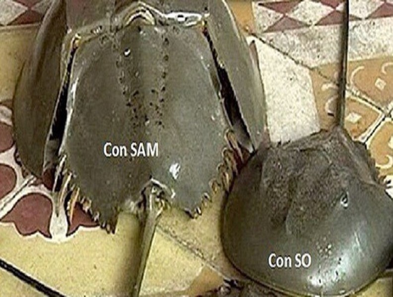 Top 5 loại hải sản mang trong mình chất kịch độc gây chết người