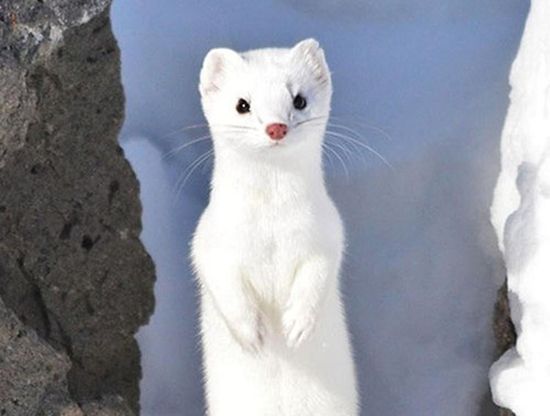 ẢNH Mê mẩn trước vẻ đáng yêu của 8 loài động vật trên thế giới